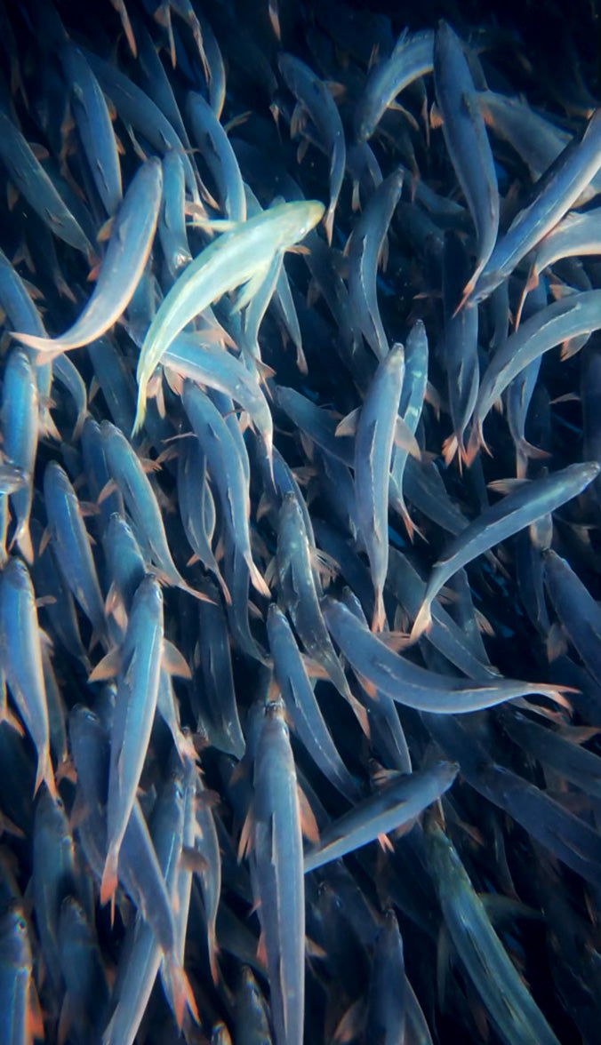 Barrel Bluefin off south-west Victoria – Reef Thief